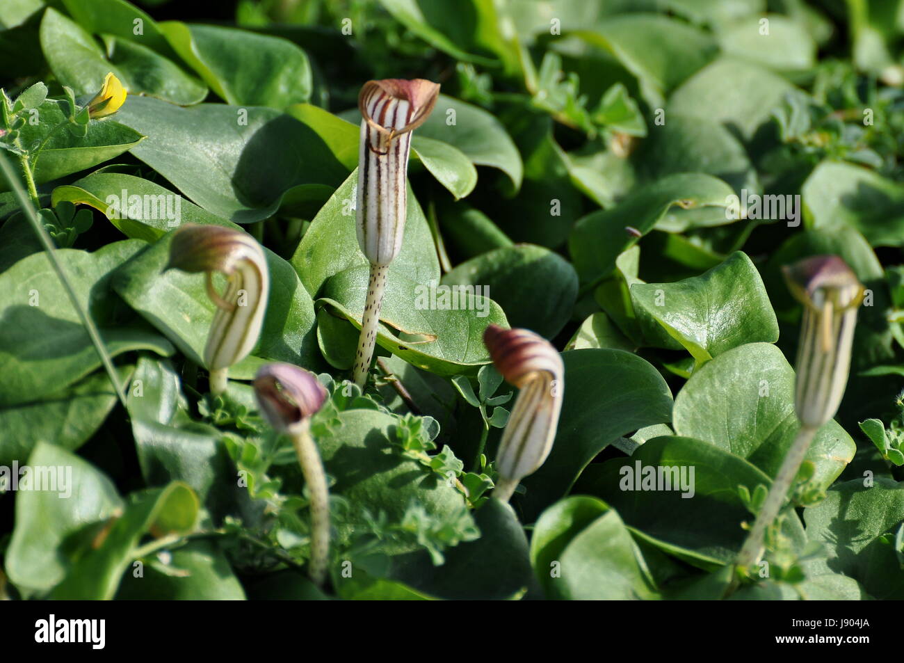 The crosier hi-res stock photography and images - Alamy
