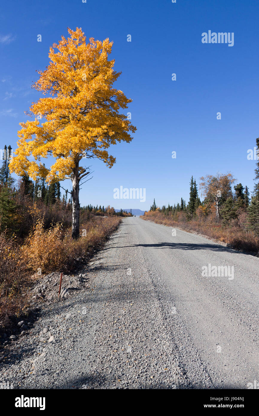 tree, trees, alaska, forest, tree, trees, bushes, usa, america, bush ...