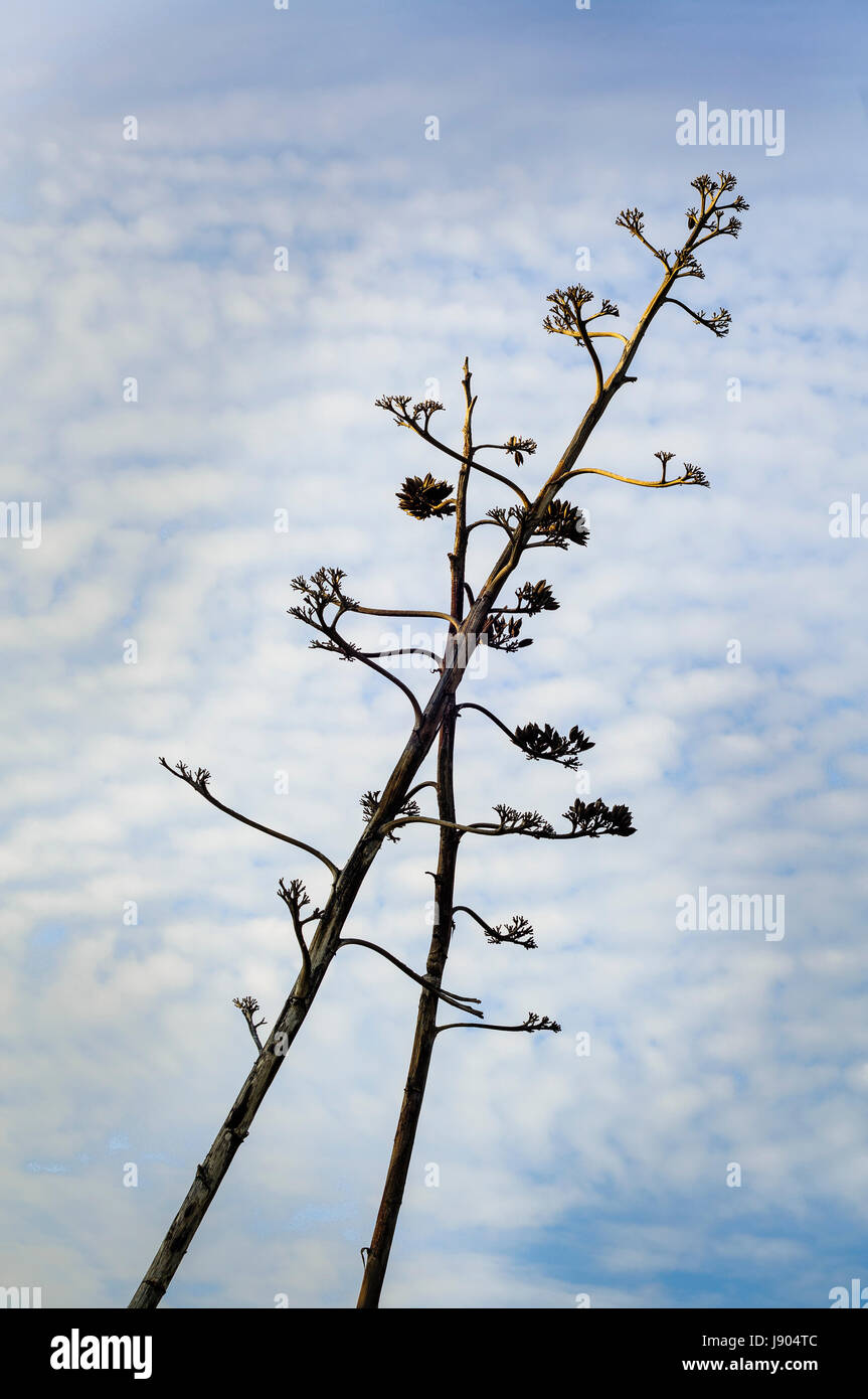 Agave against a sky with clouds in Cabo de Gata, Spain Stock Photo - Alamy
