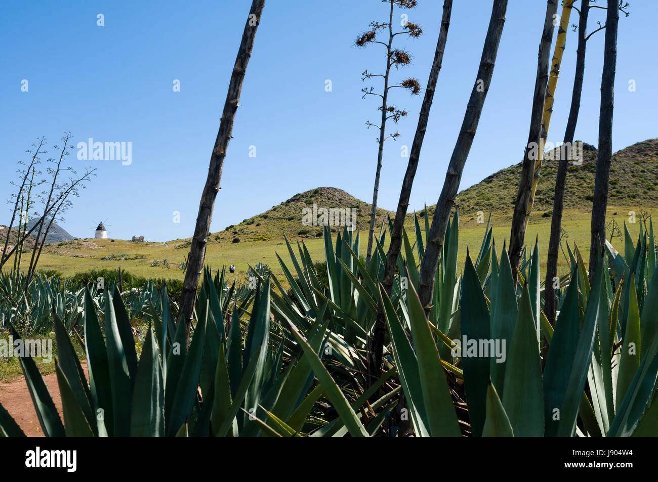 Agaves field hi-res stock photography and images - Alamy