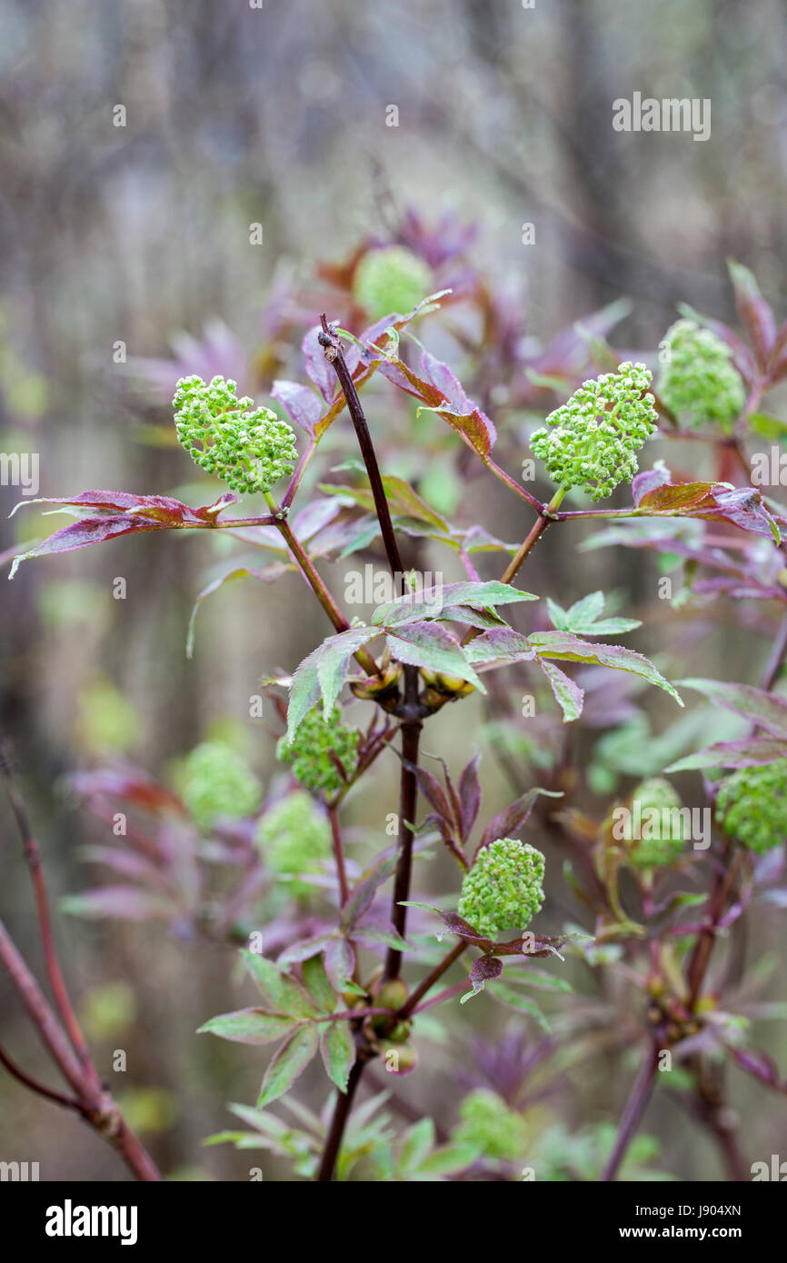 Flowering red elder berry (Sambucus racemosa Stock Photo - Alamy