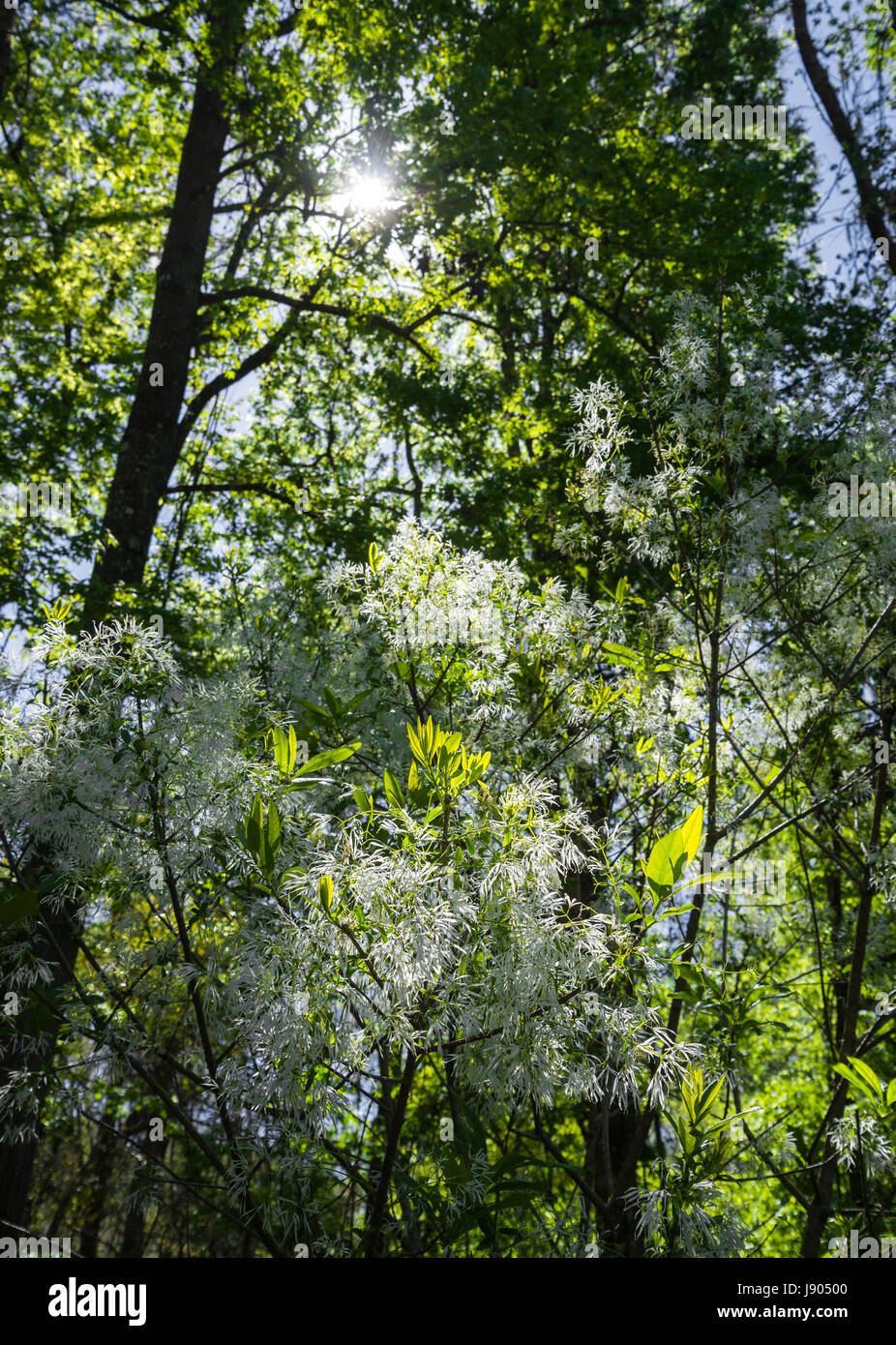 Spring Festival in a beautful garden. Fringe Tree Chionanthus ...