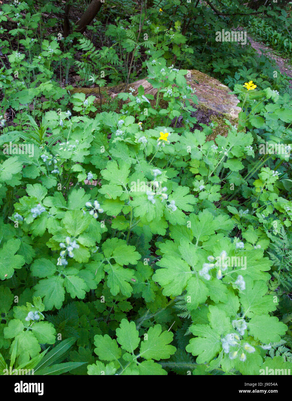 Young greater chelandine (Chelidonium majus) buds Stock Photo - Alamy