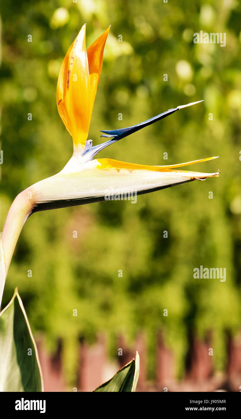 Blooming strelitzia reginae flower in the spring garden. Seasonal ...