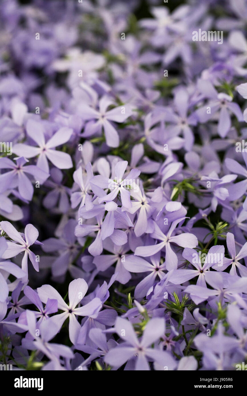 Phloxes spring hi-res stock photography and images - Alamy