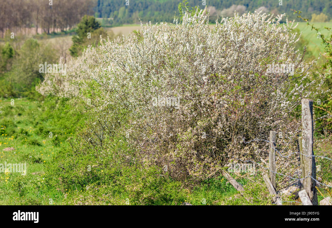 Blackthorn sloe prunus spinosa blooming hi-res stock photography and ...