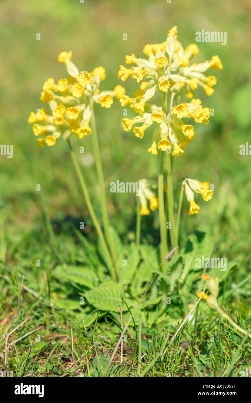 Common cowslip cowslip primrose hi-res stock photography and images - Alamy
