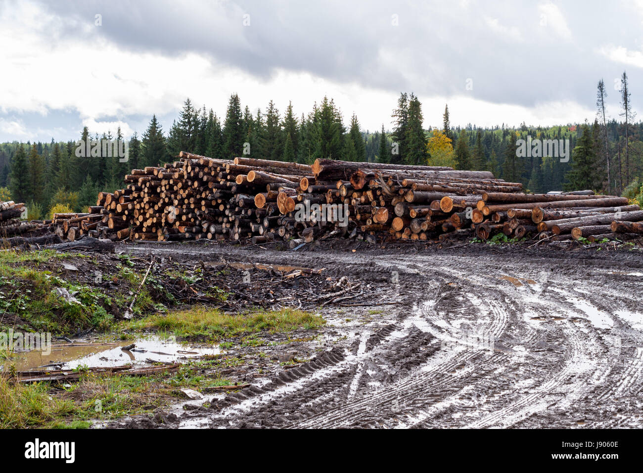 Gloomy autumn landscape. Wet dirt road, warehouse of felled trees and ...