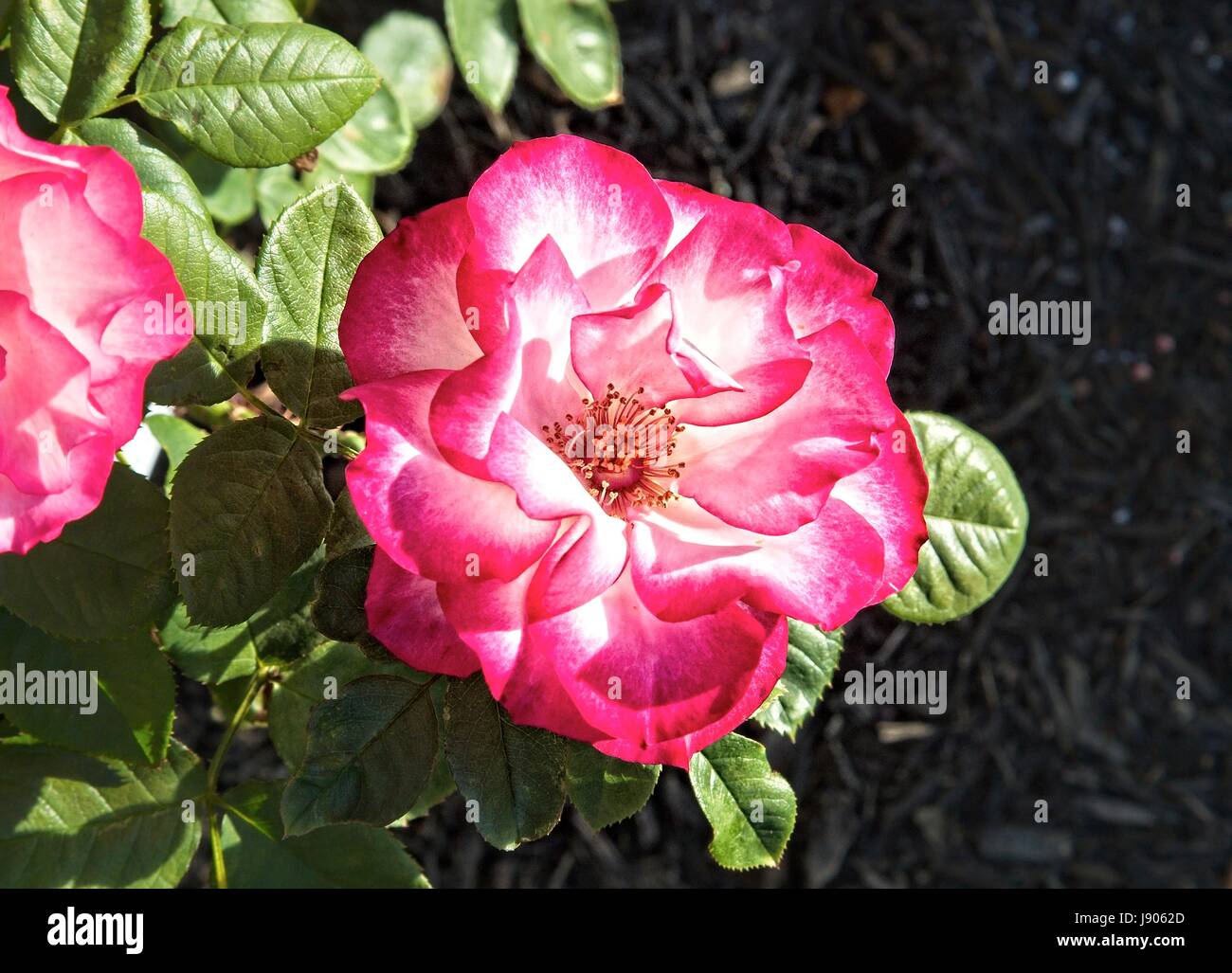 Perth rose hi-res stock photography and images - Alamy