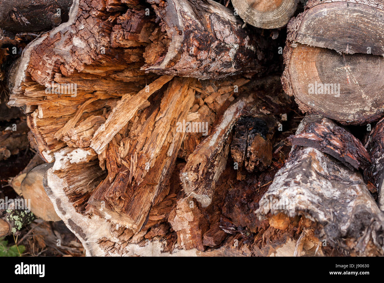Rotten part of tree hi-res stock photography and images - Alamy