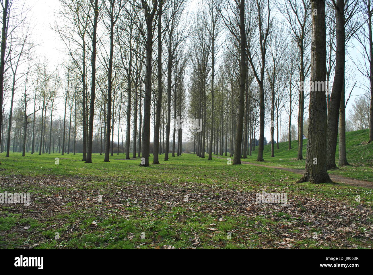 tall trees in park Stock Photo - Alamy