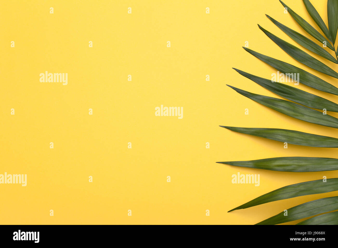 Summer holiday vacation background with green leaf of palm. Copy space ...