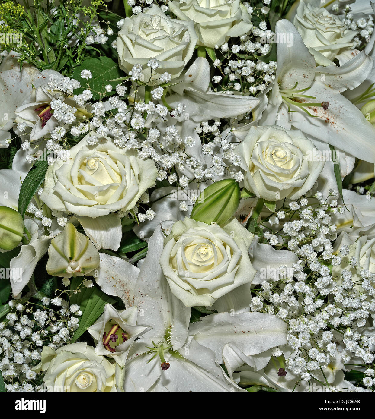 Flush of roses hi-res stock photography and images - Alamy