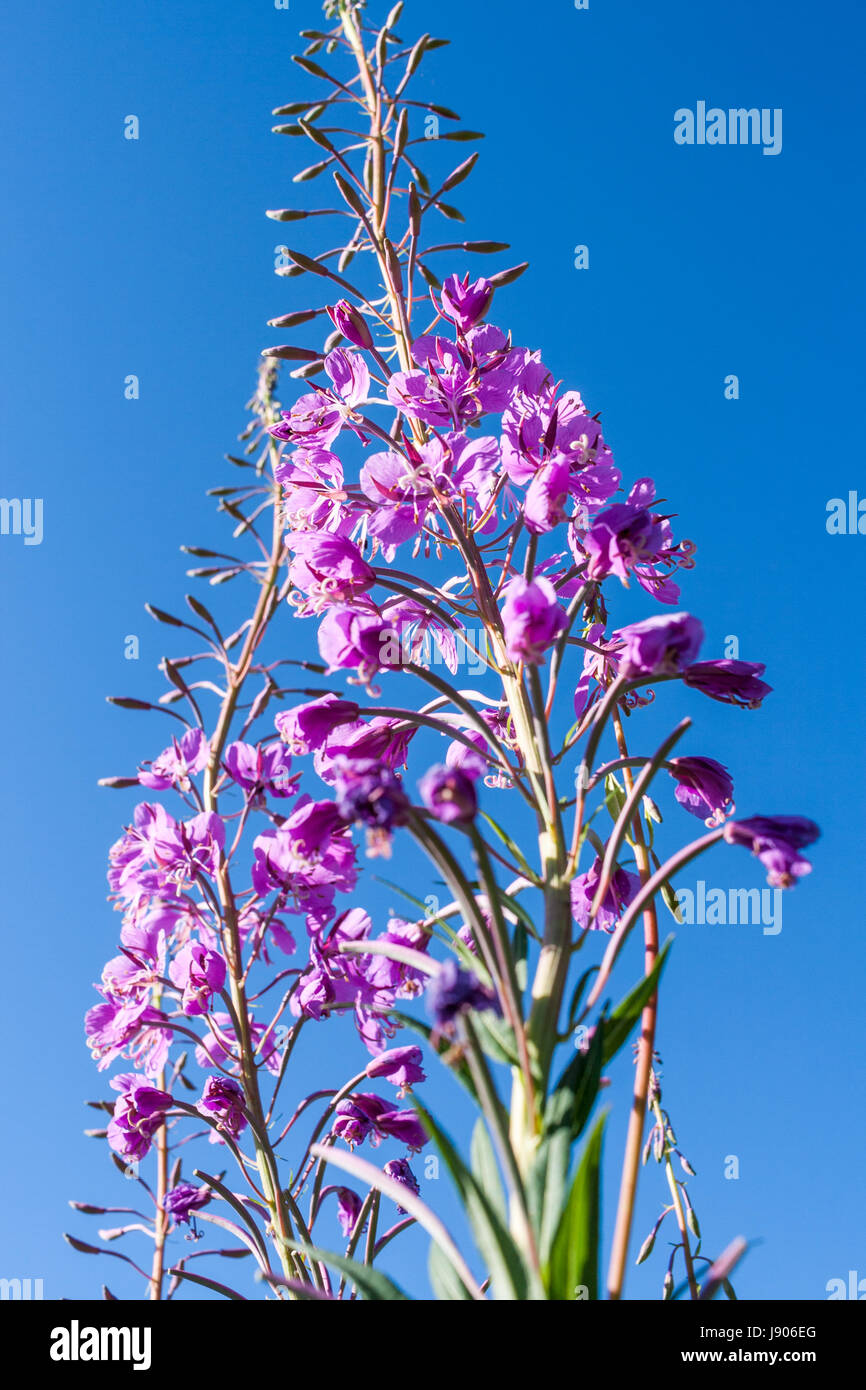 Pink fireweed flower against the blue sky. Lower shooting point Stock ...