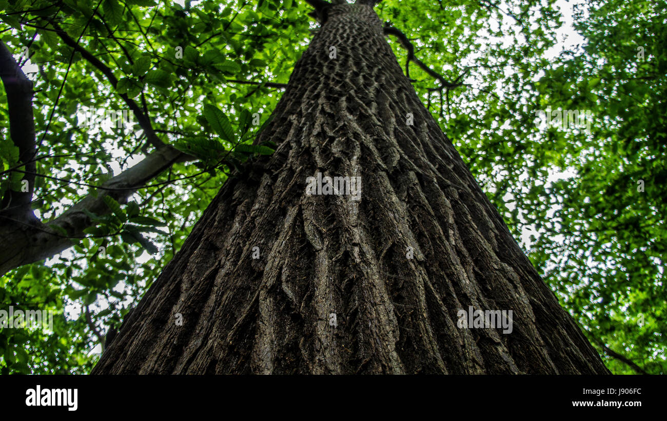 Clumber Park, Worksop (National Trust) Old Tree, AurorA-Photography ...
