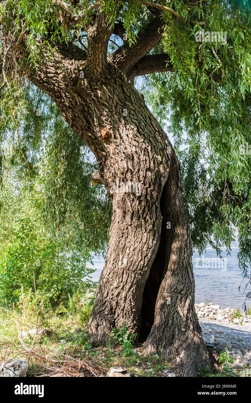 Close-up trunk of majestic green poplar with hollow on river shore ...