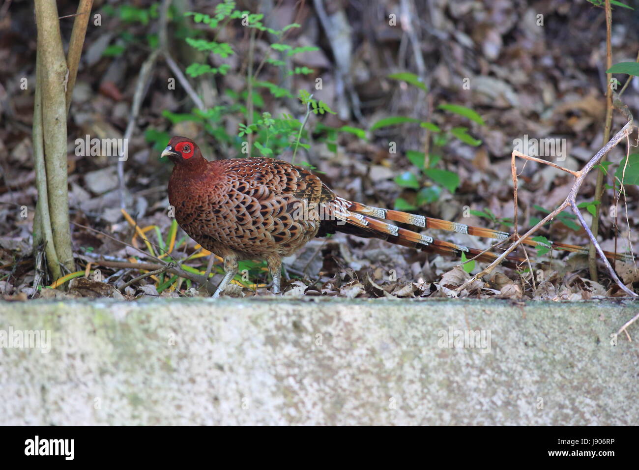 Copper Pheasant (Syrmaticus soemmerringii intermedius) male in Japan ...
