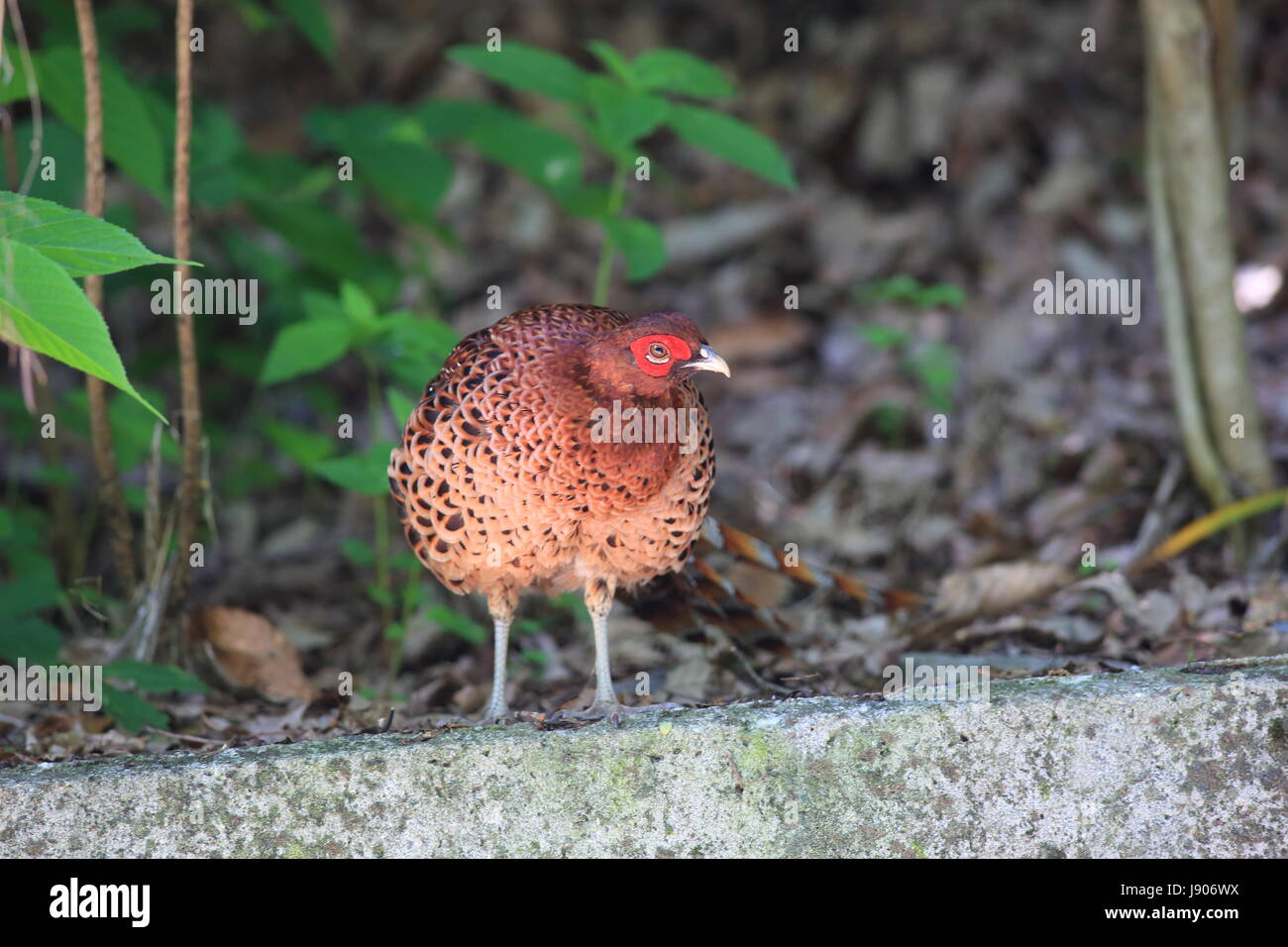 Copper Pheasant (Syrmaticus soemmerringii intermedius) male in Japan ...
