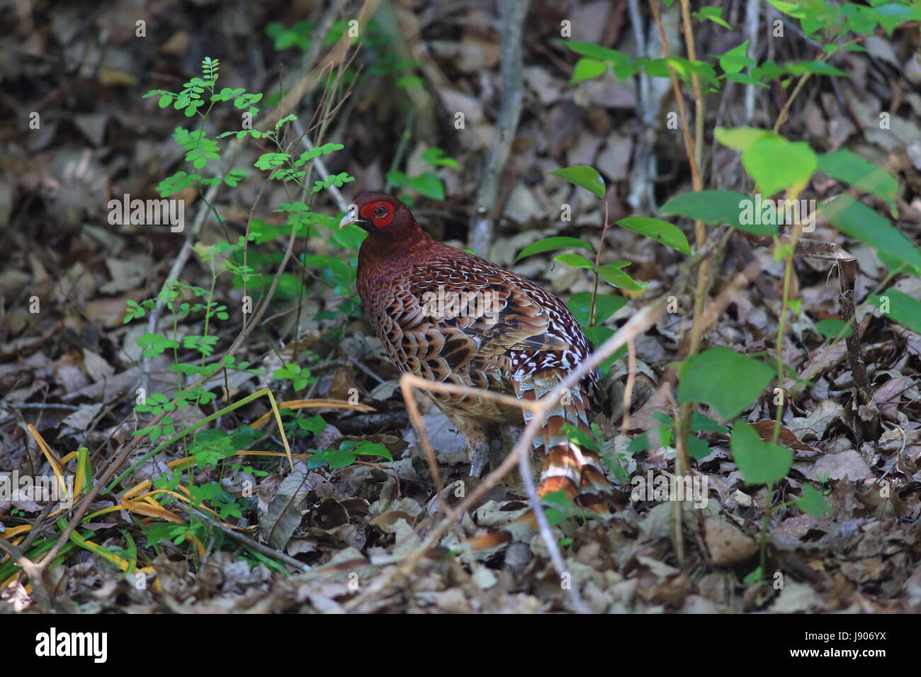 Copper Pheasant (Syrmaticus soemmerringii intermedius) male in Japan ...