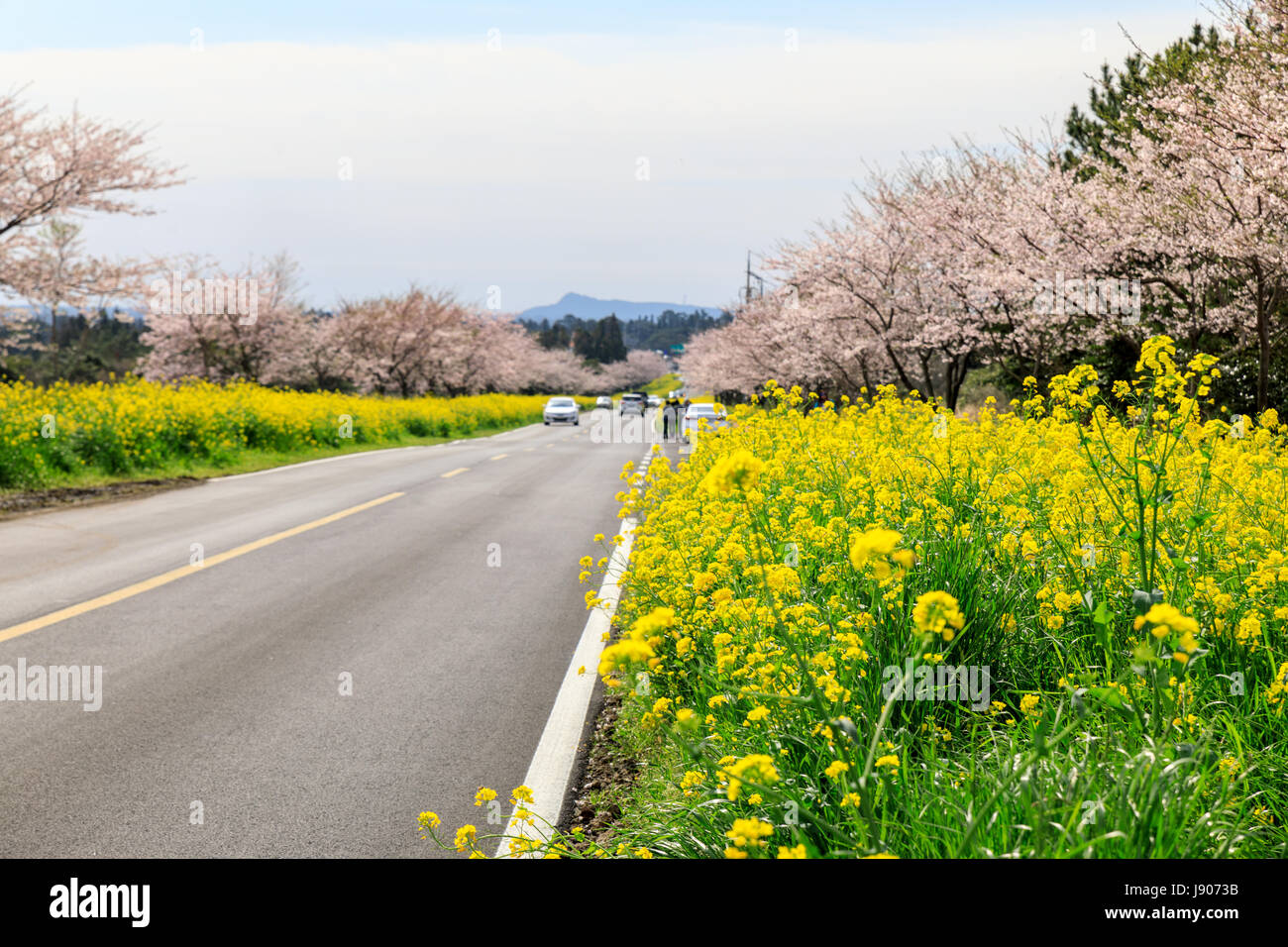 Spring canola blossm on the street in Jeju Island, South Korea Stock ...