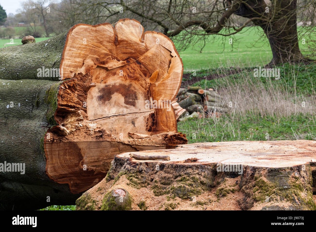 Sawn tree and tree stump Stock Photo - Alamy