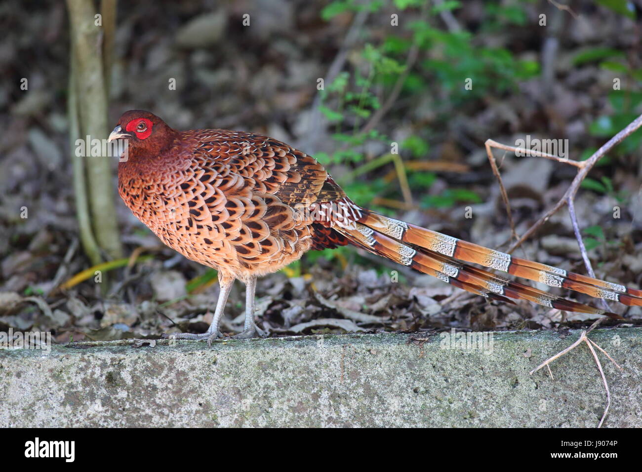 Copper Pheasant (Syrmaticus soemmerringii intermedius) male in Japan ...
