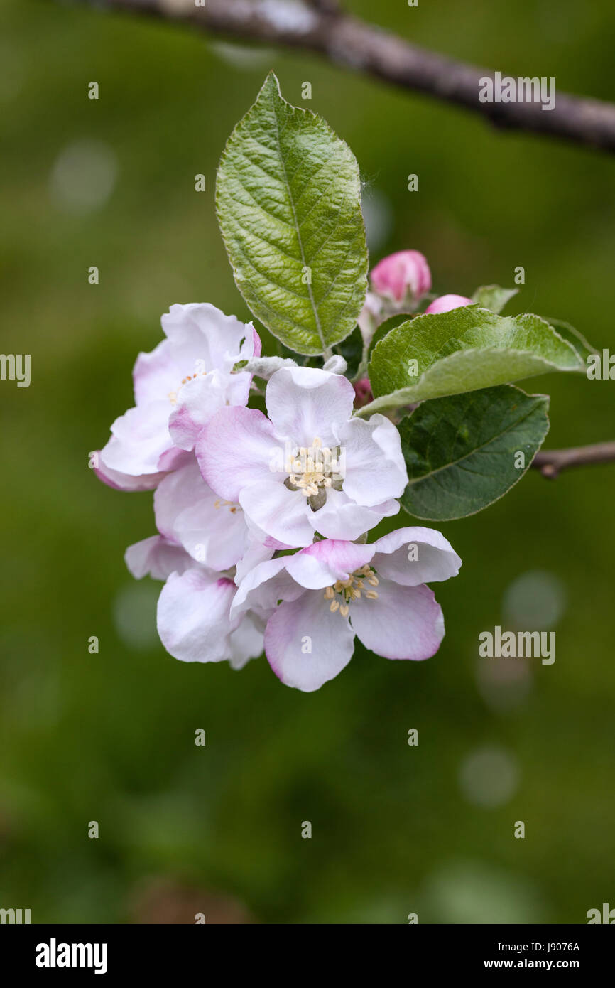 Limberland apple tree hi-res stock photography and images - Alamy