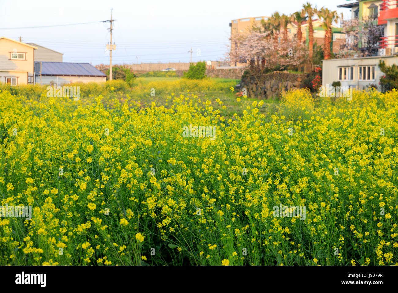 Spring canola blossm on the street in Jeju Island, South Korea Stock ...