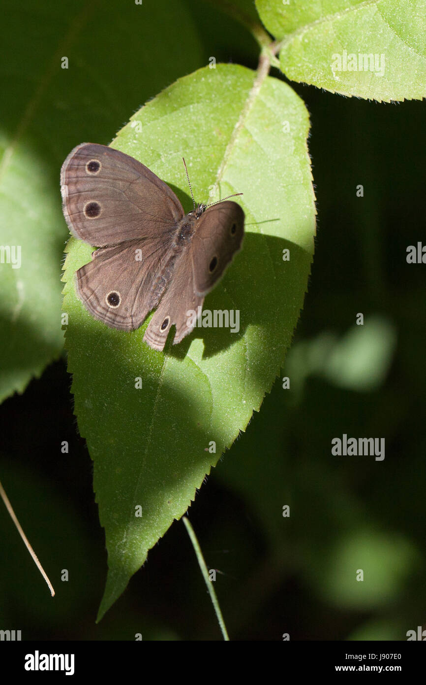 Satyr butterfly hi-res stock photography and images - Alamy