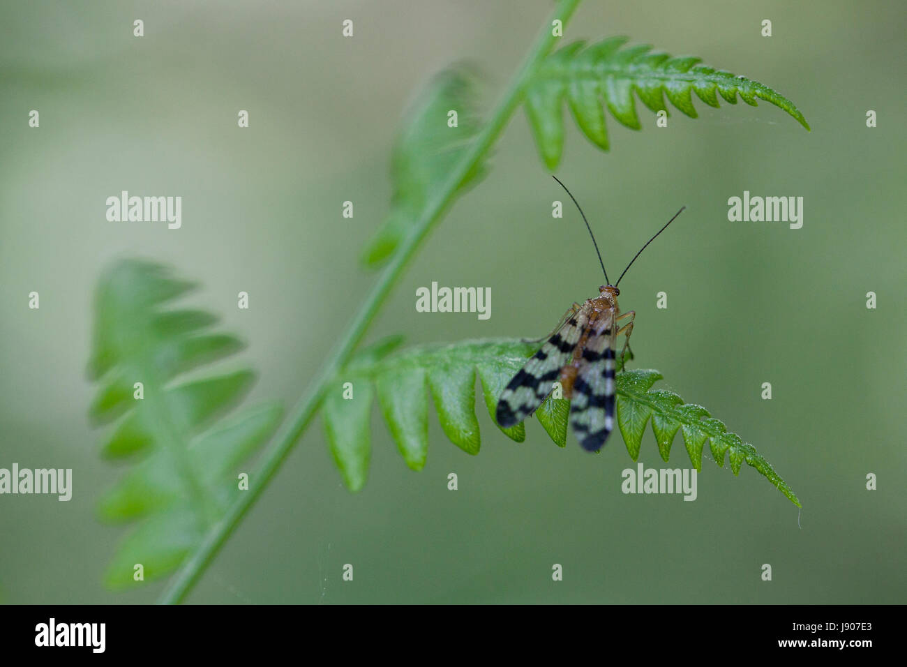 Scorpion fly resting on a fern branch. Isolated on a green blurry ...