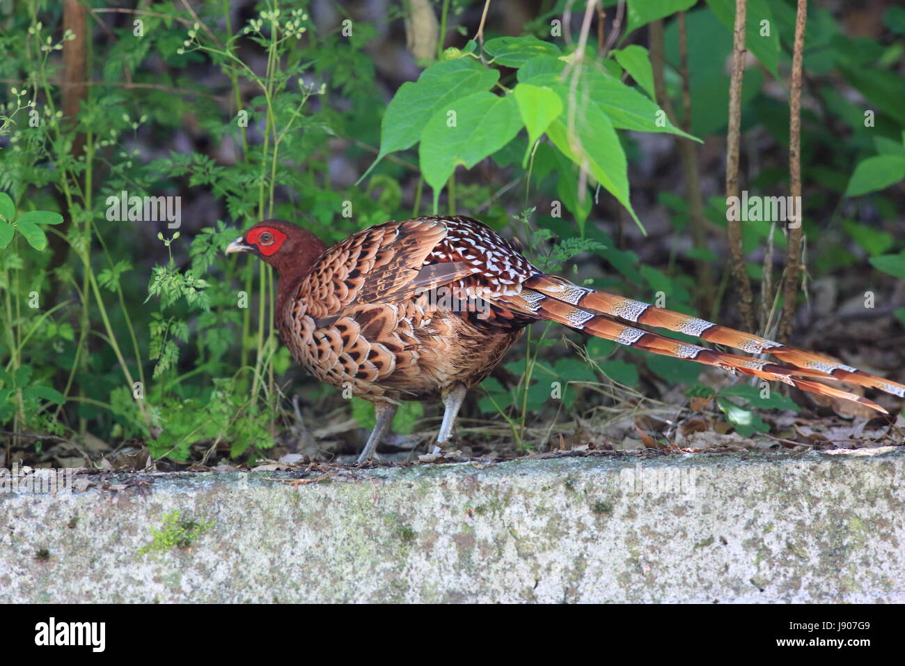 Copper Pheasant (Syrmaticus soemmerringii intermedius) male in Japan ...