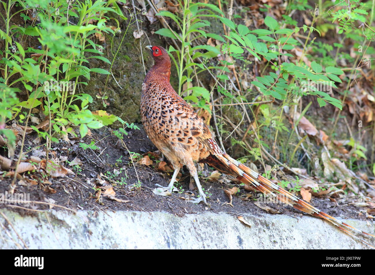 Copper Pheasant (Syrmaticus soemmerringii intermedius) male in Japan ...