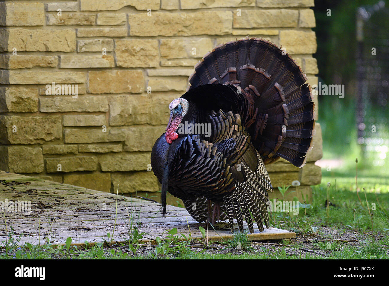 Wild Turkey (Male/Tom Stock Photo - Alamy