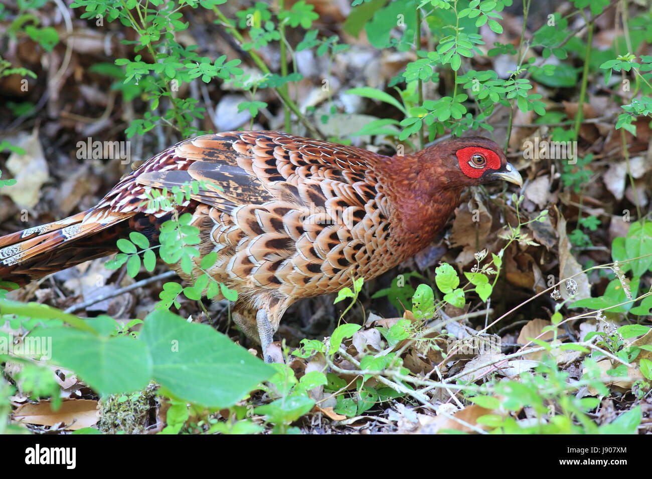 Copper Pheasant (Syrmaticus soemmerringii intermedius) male in Japan ...