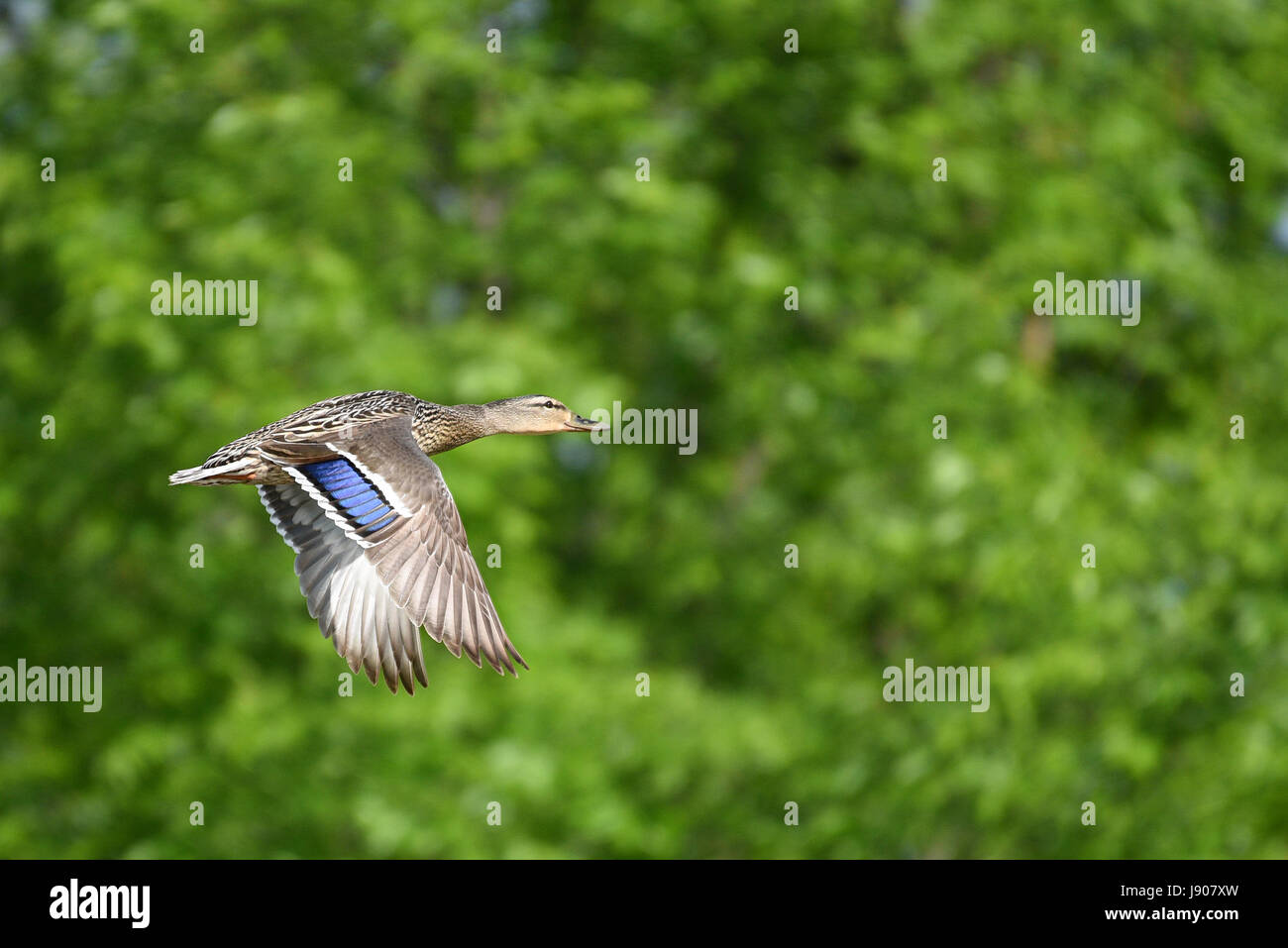 Mallard (Female) in flight Stock Photo - Alamy