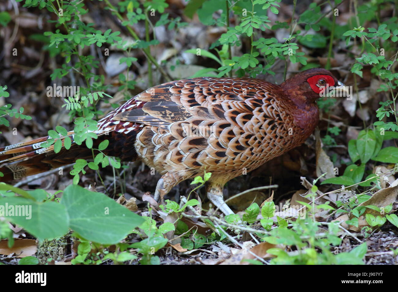 Copper Pheasant (Syrmaticus soemmerringii intermedius) male in Japan ...