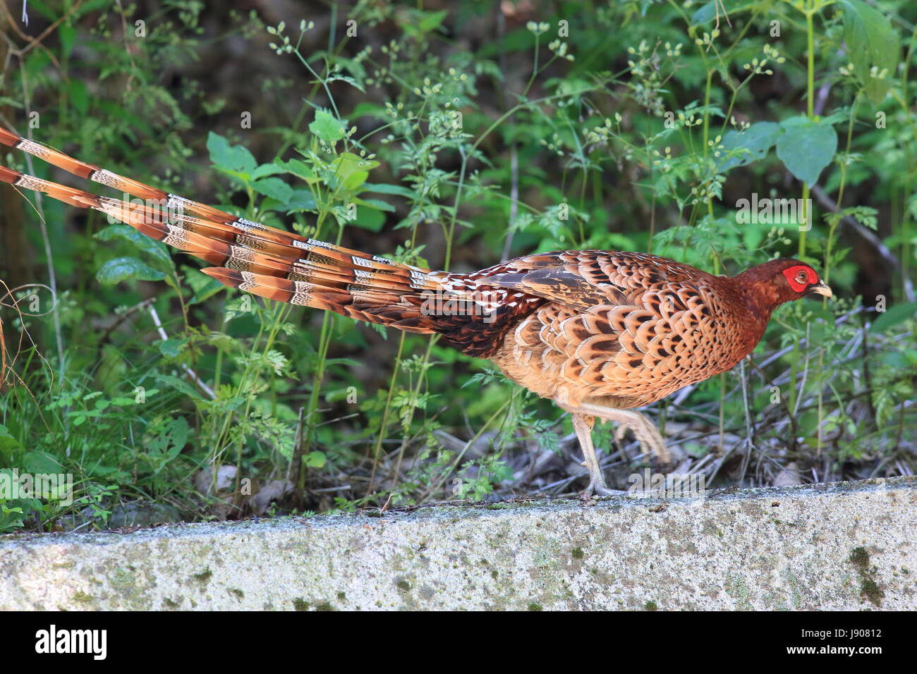 Copper Pheasant (Syrmaticus soemmerringii intermedius) male in Japan ...