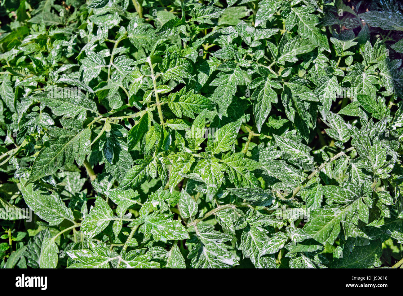 Young tomato plants sprayed with the protection and exposed for sale ...