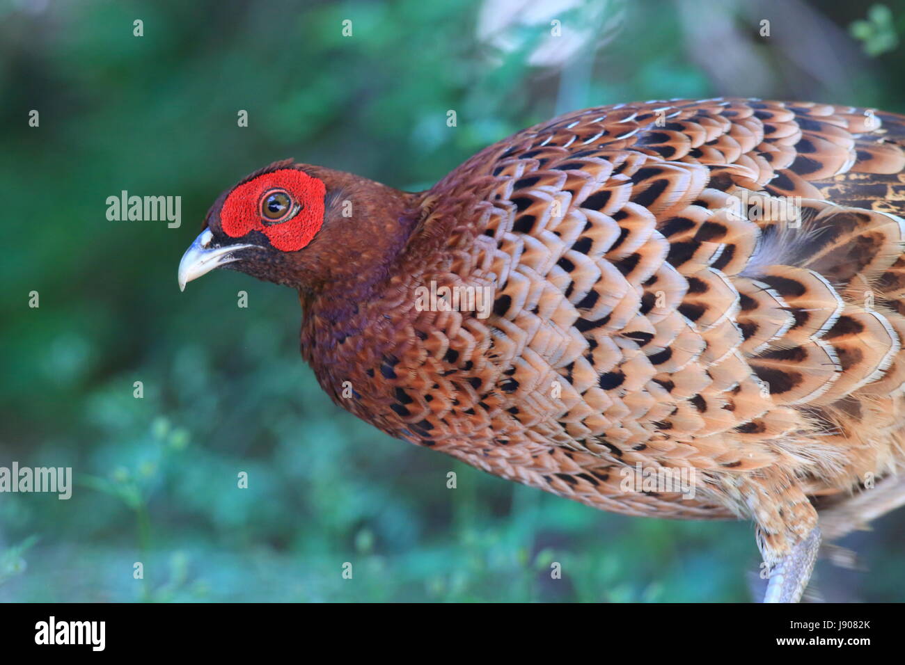 Copper Pheasant (Syrmaticus soemmerringii intermedius) male in Japan ...