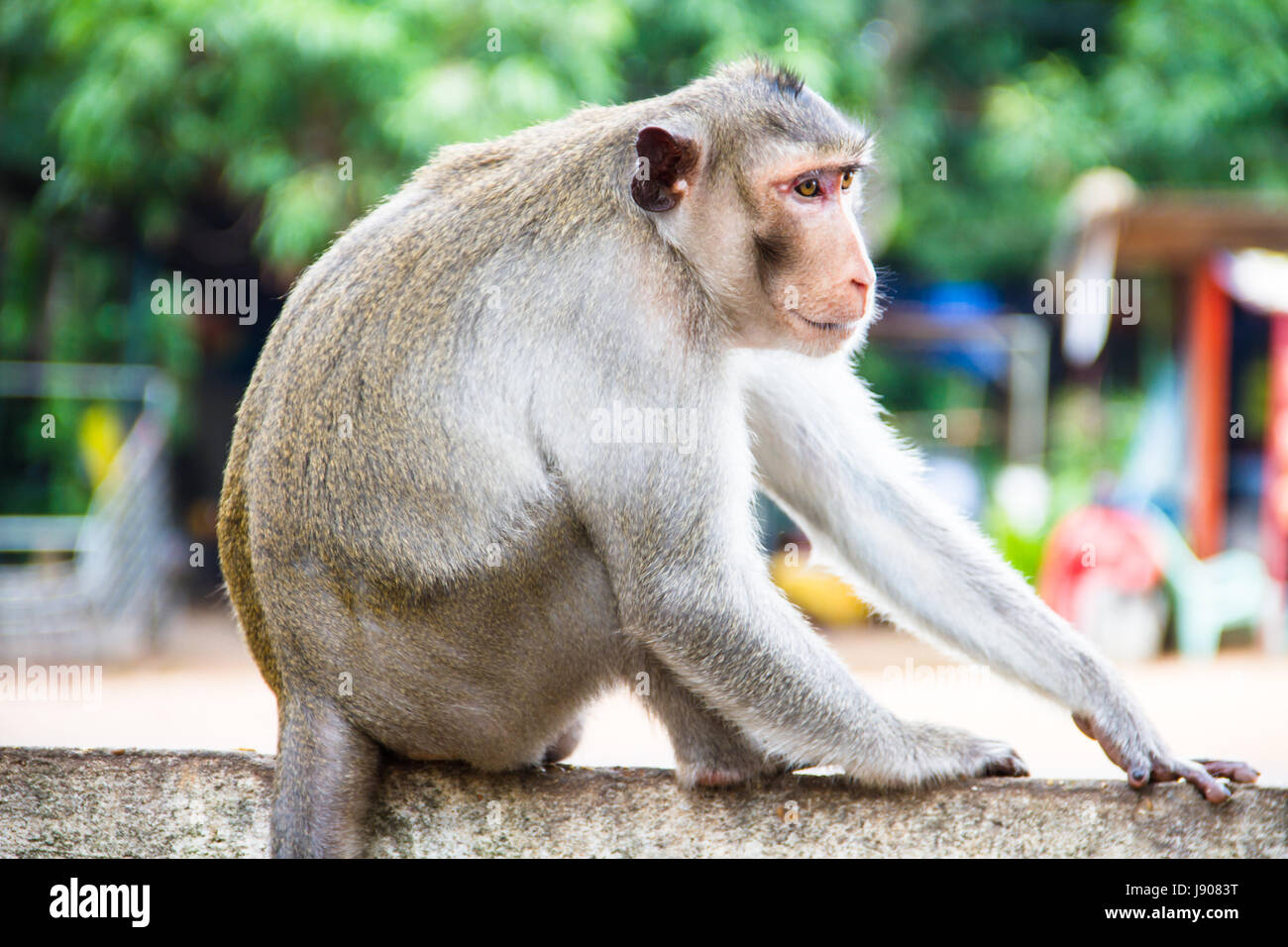 Monkey close up Stock Photo - Alamy