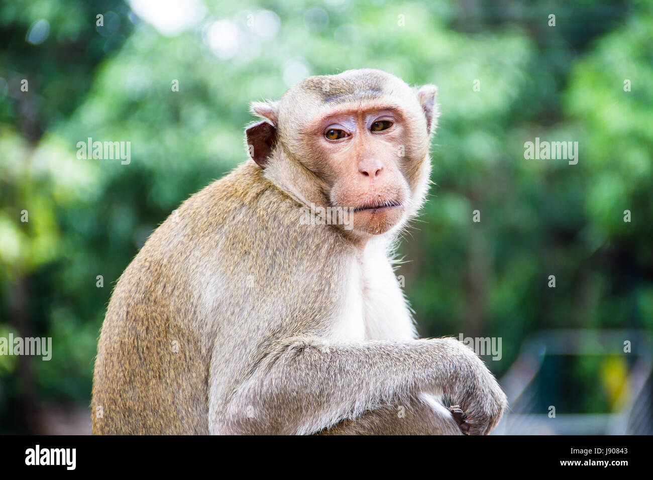 Monkey close up Stock Photo - Alamy