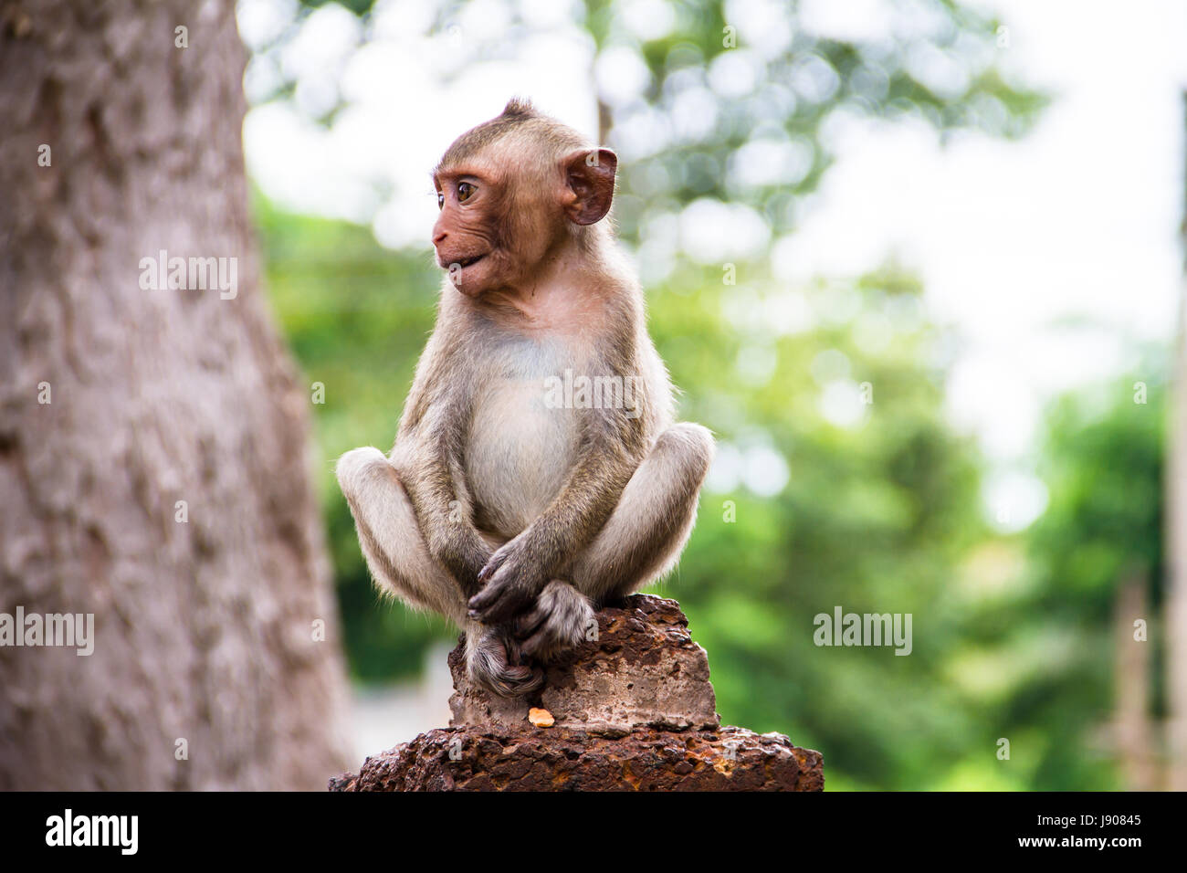 Monkey close up Stock Photo - Alamy