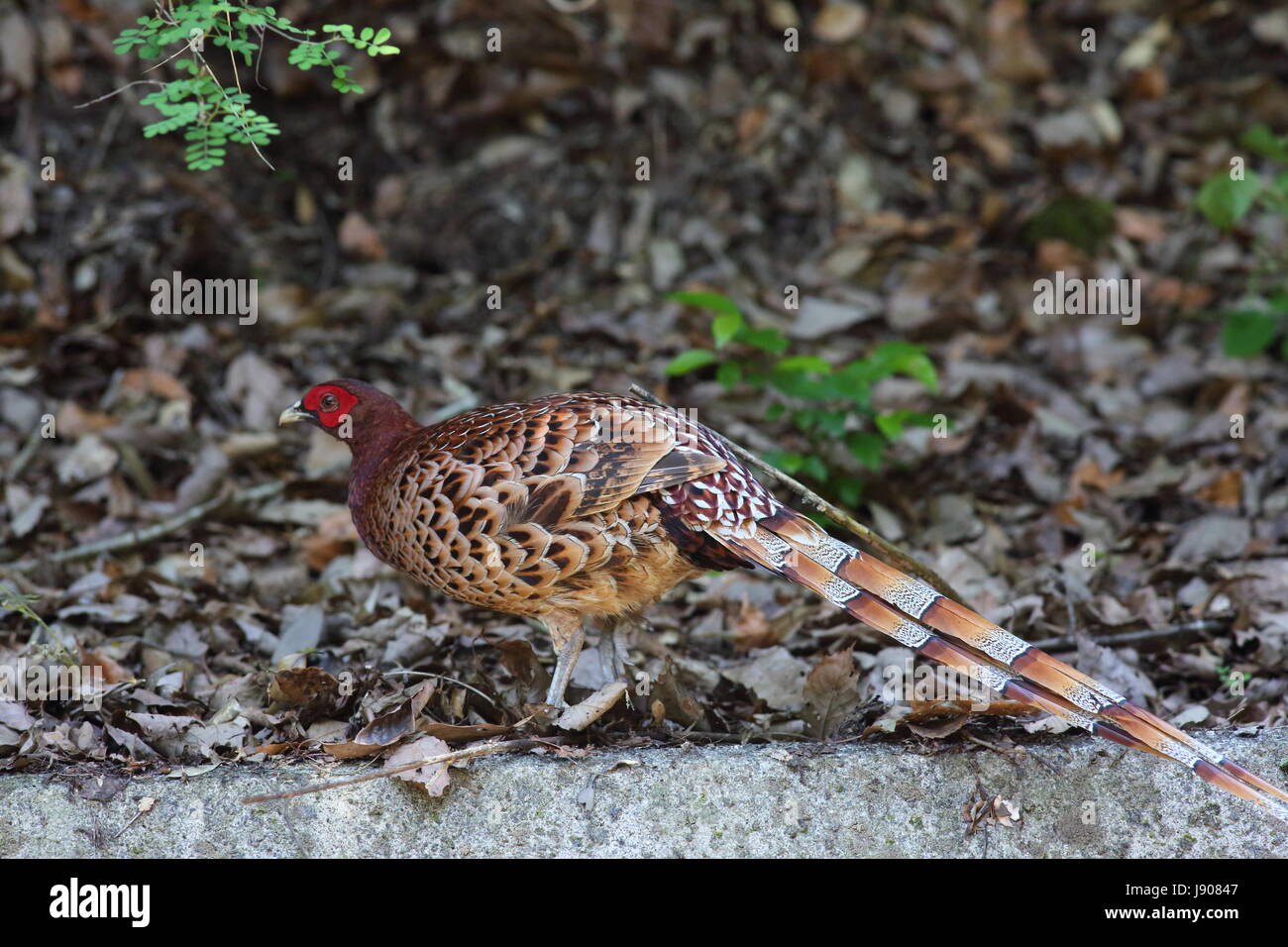 Copper Pheasant (Syrmaticus soemmerringii intermedius) male in Japan ...
