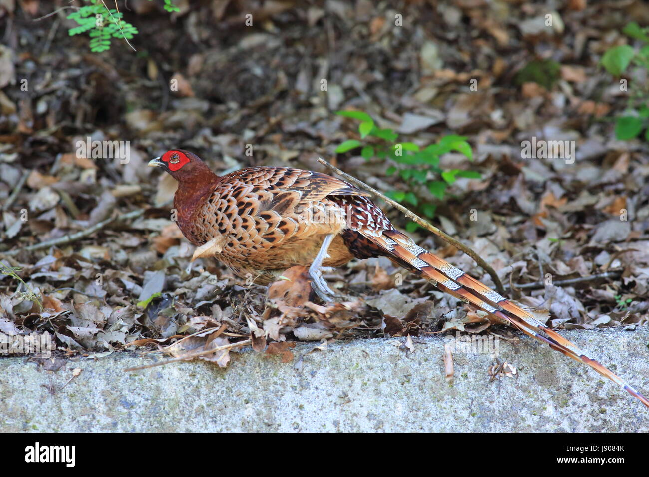 Copper Pheasant (Syrmaticus soemmerringii intermedius) male in Japan ...