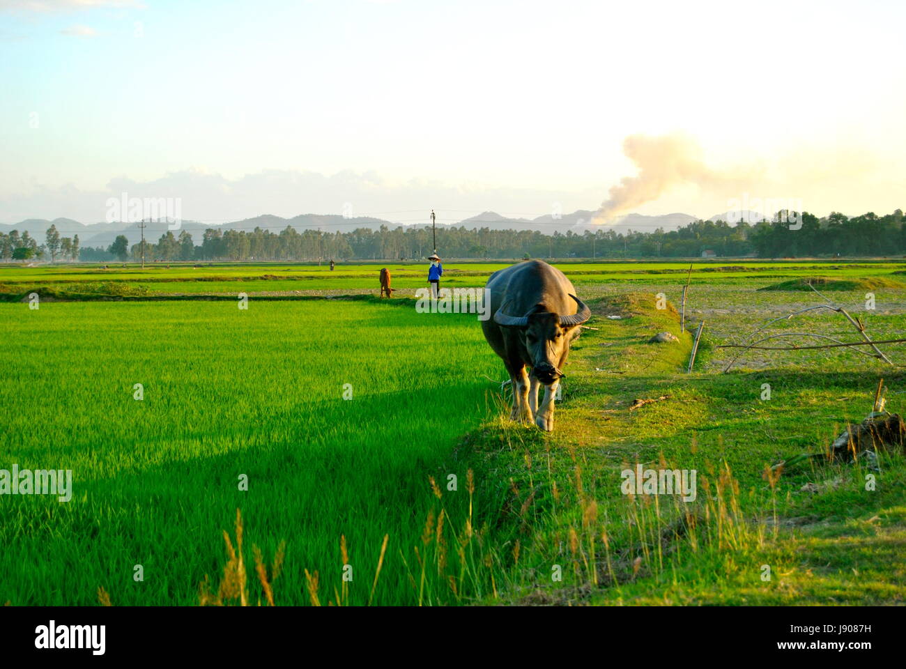 Buffalo trees hi-res stock photography and images - Alamy