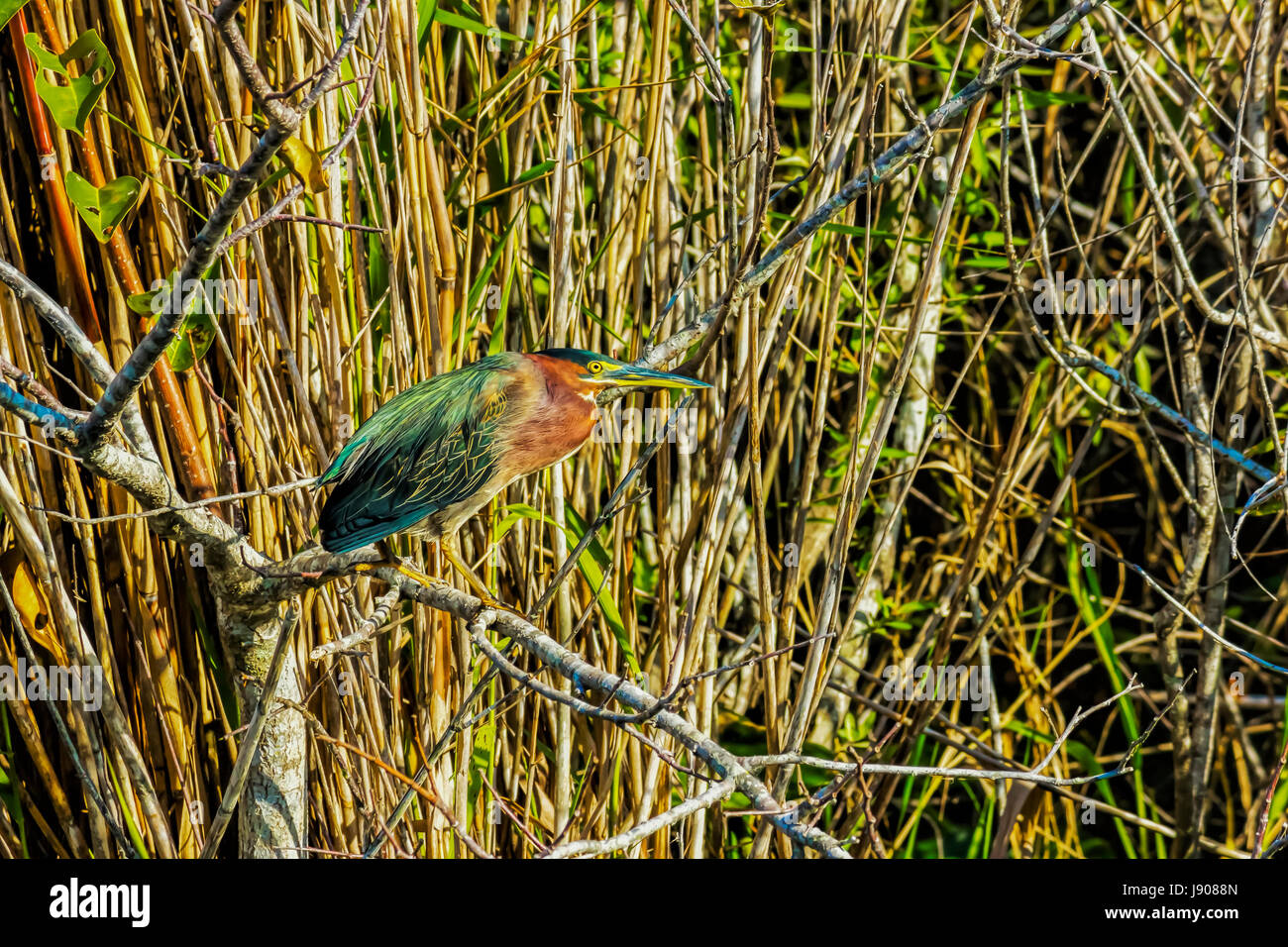 Green backed bittern hi-res stock photography and images - Alamy