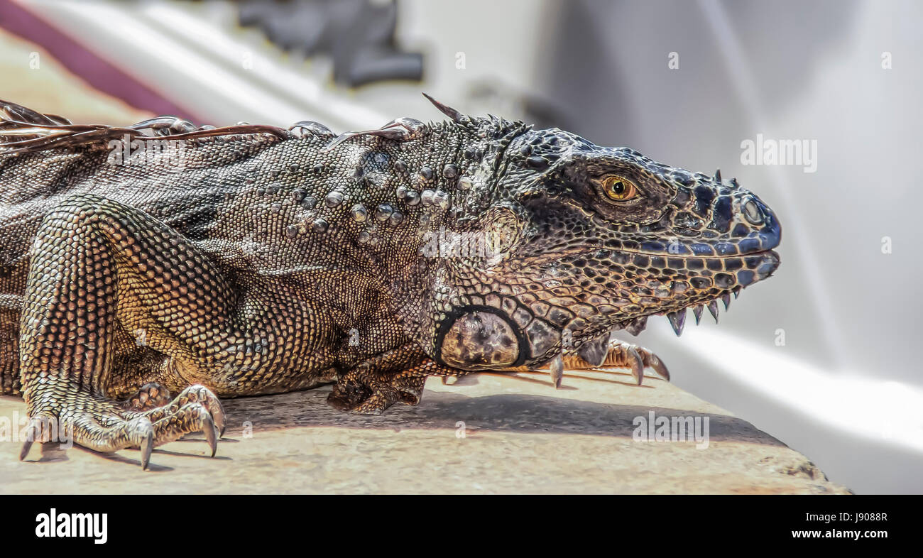 Guana island hi-res stock photography and images - Alamy