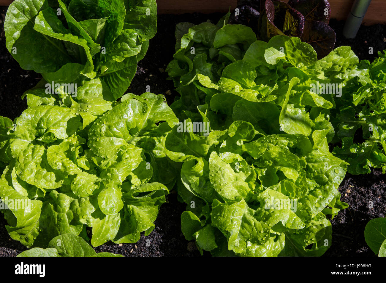 Lettuce plant hi-res stock photography and images - Alamy