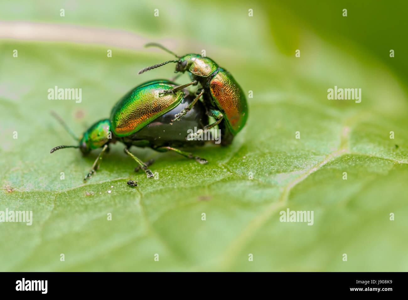 The tansy beetle (Chrysolina graminis Stock Photo - Alamy