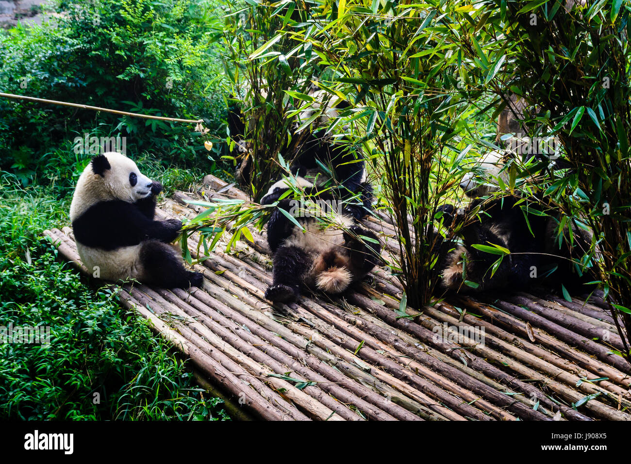 Pandas enjoying their bamboo breakfast in Chengdu Research Base, China ...